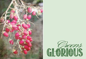 Glorious Greens… | Pride in Photos